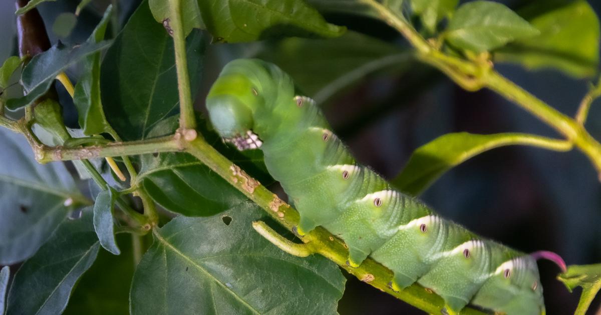 Lagarta #274437 - Biofaces - Bring Nature Closer