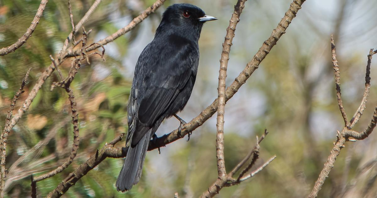 Maria-preta-de-garganta-vemelha #274602 - Biofaces - Bring Nature Closer