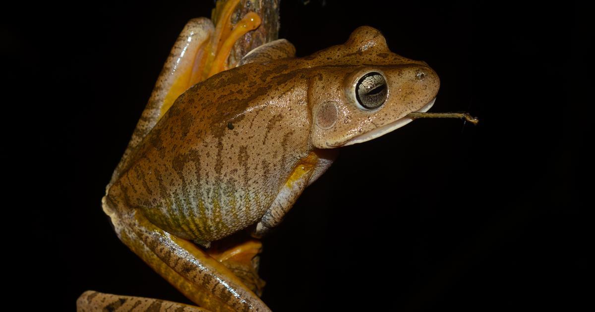 Sapo-martelo #274610 - Biofaces - Bring Nature Closer