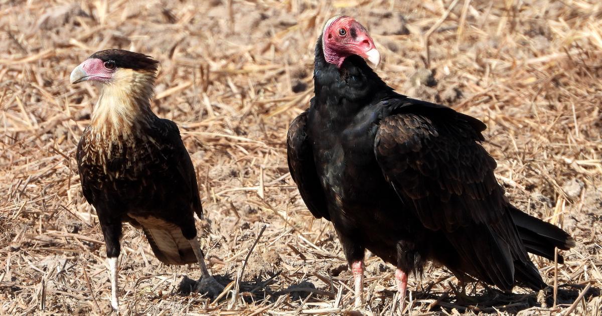 Carcará #274663 - Biofaces - Bring Nature Closer