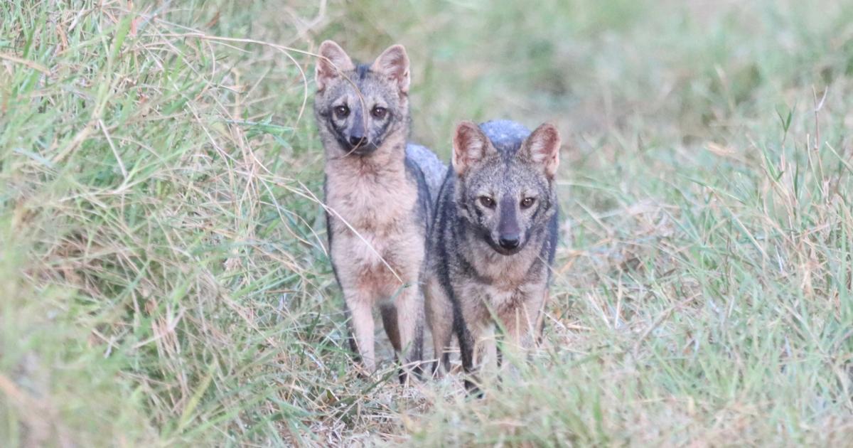 Lobinhos #274903 - Biofaces - Bring Nature Closer