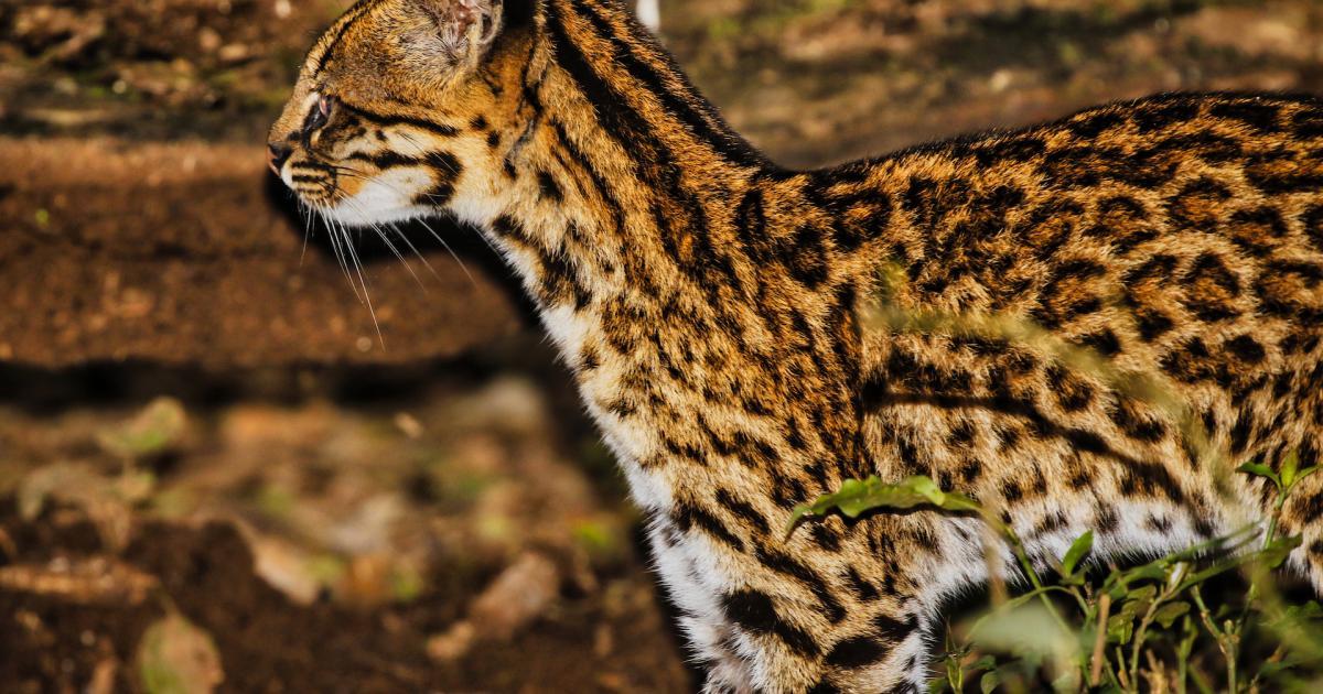 Gato-do-mato-pequeno #274949 - Biofaces - Bring Nature Closer