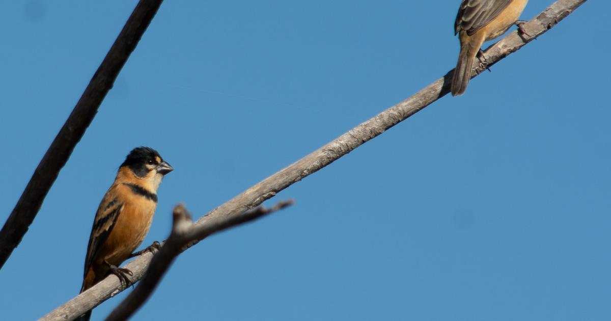 coleiro-do-brejo #275523 - Biofaces - Bring Nature Closer