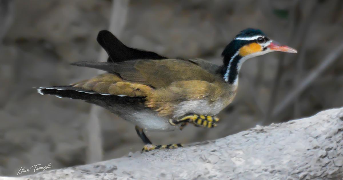 picaparra #275613 - Biofaces - Bring Nature Closer