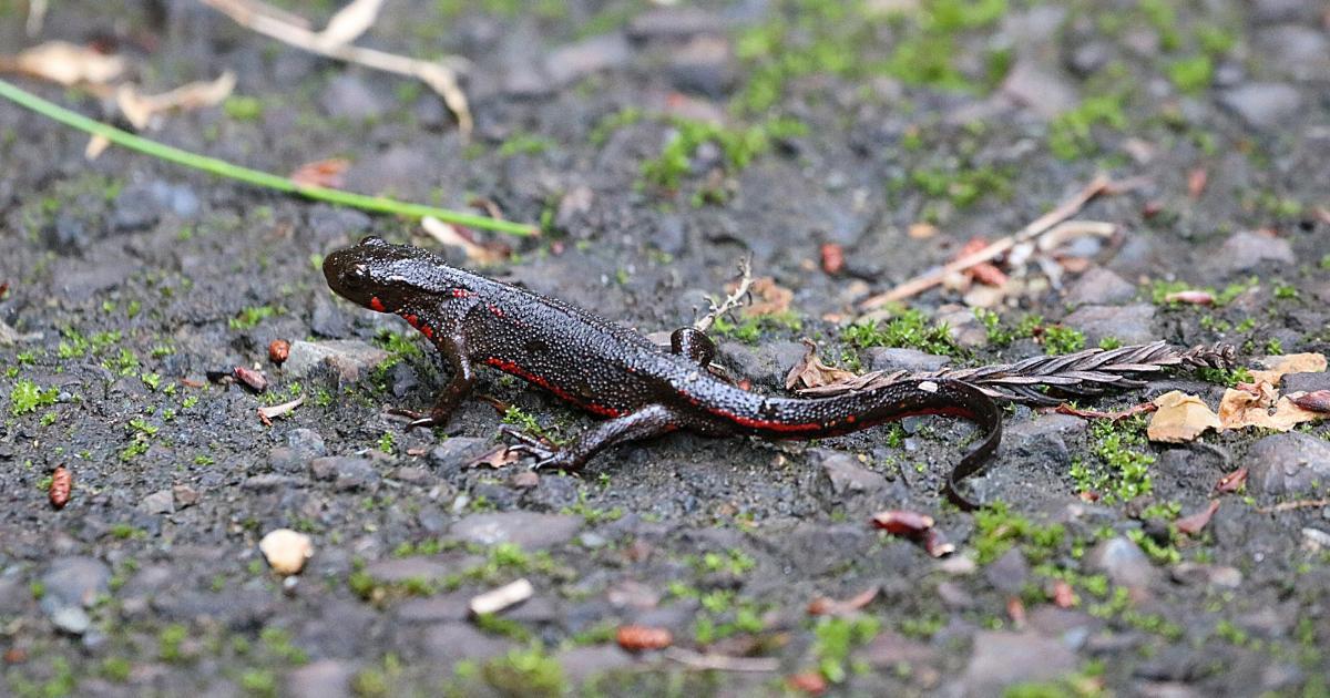 Cynops #276158 - Biofaces - Bring Nature Closer