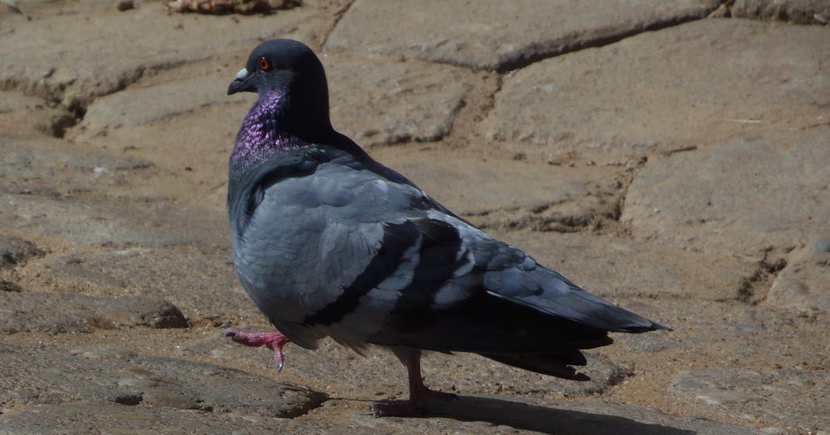 Columba #276462 - Biofaces - Bring Nature Closer