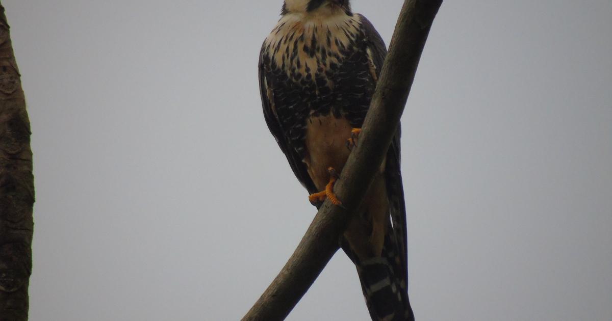 Falco #276782 - Biofaces - Bring Nature Closer