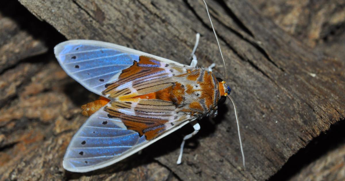 Idalus #276966 - Biofaces - Bring Nature Closer