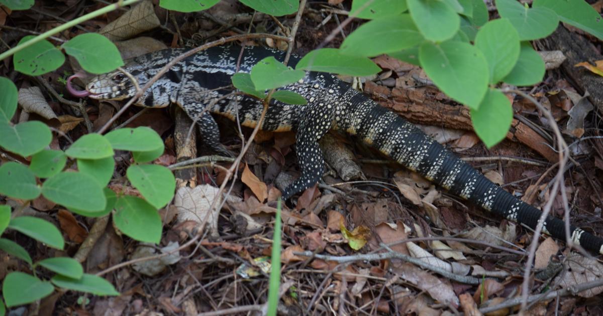 teiú #277013 - Biofaces - Bring Nature Closer