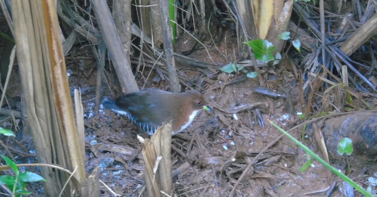 Laterallus #277163 - Biofaces - Bring Nature Closer