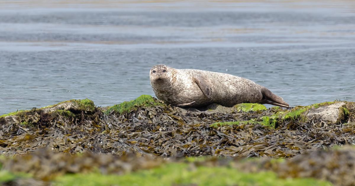 Foca-comum, #277558 - Biofaces - Bring Nature Closer