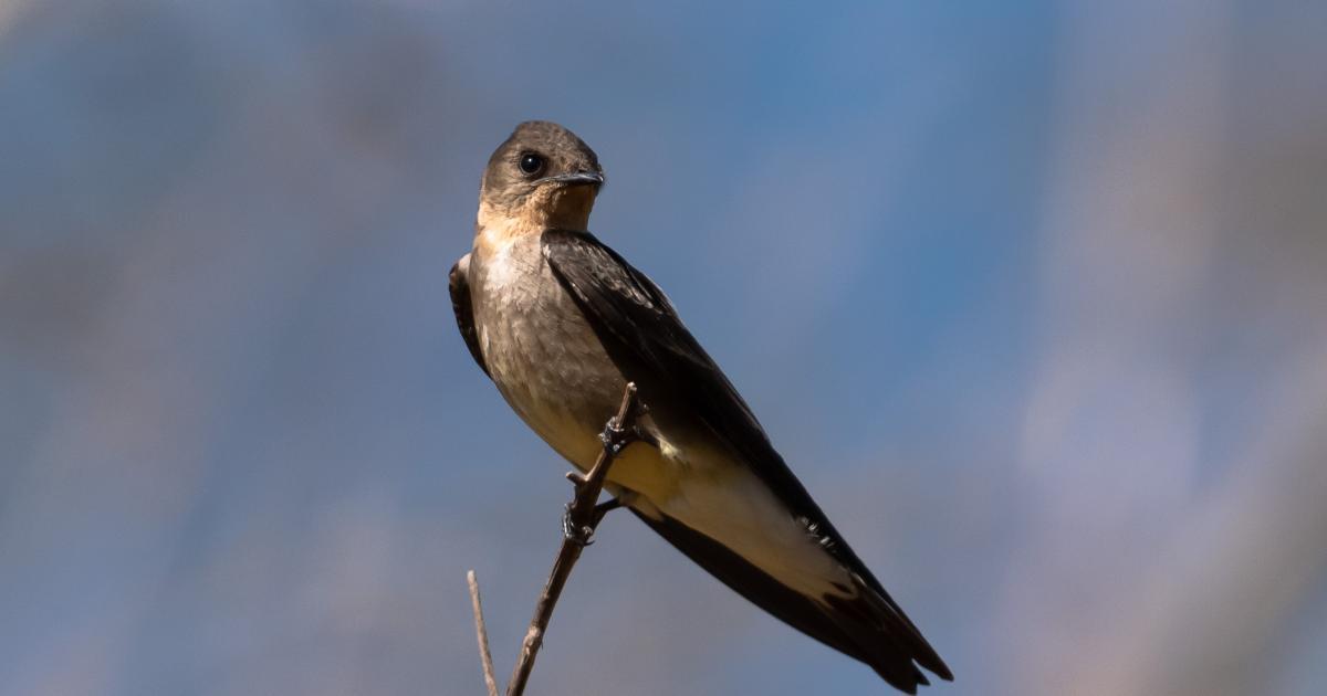 Andorinha-grande #277653 - Biofaces - Bring Nature Closer