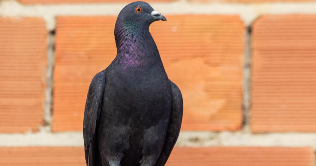 Pombo-doméstico #277679 - Biofaces - Bring Nature Closer