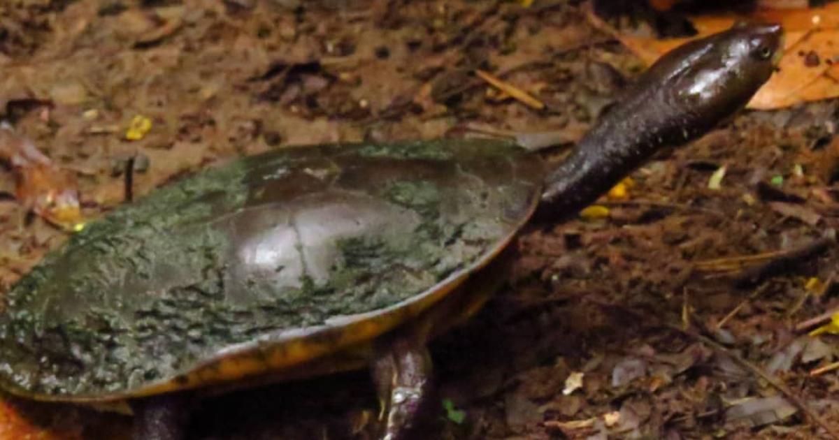 Cágado-pescoço-de-cobra #278005 - Biofaces - Bring Nature Closer