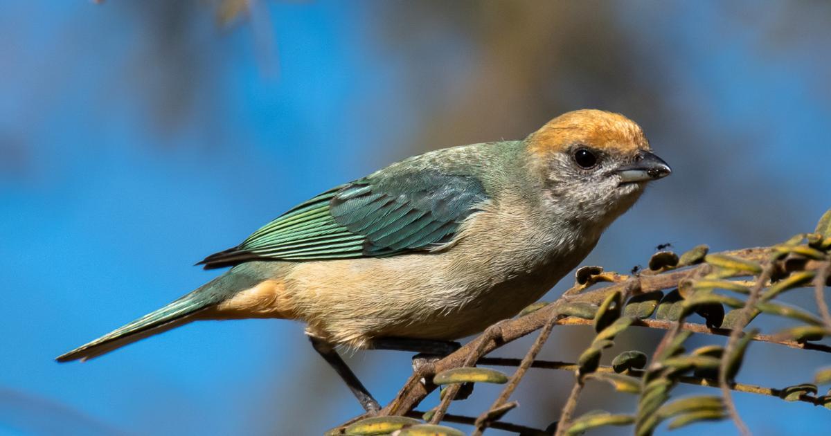 Saíra-amarela #278047 - Biofaces - Bring Nature Closer