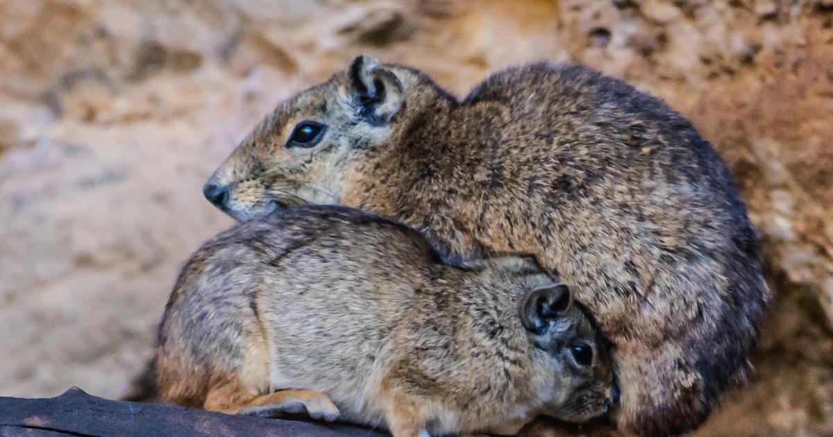 Mocó #278621 - Biofaces - Bring Nature Closer