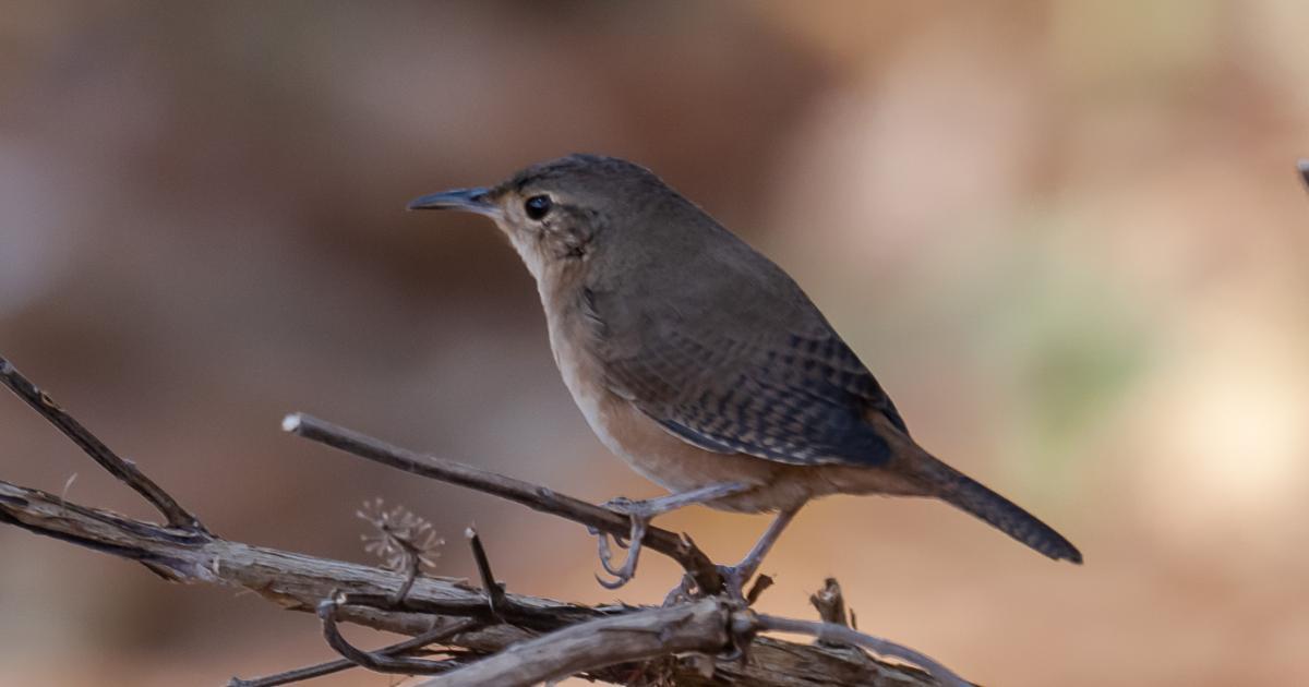 Corruíra #278750 - Biofaces - Bring Nature Closer