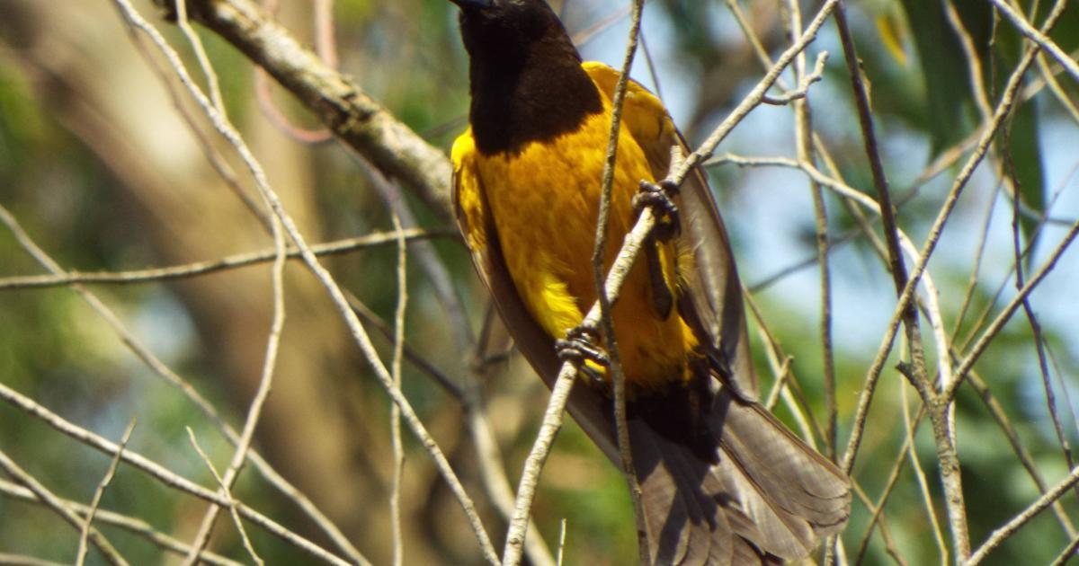 Chupim #278925 - Biofaces - Bring Nature Closer