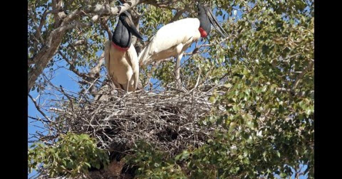 Tuiuiús #279128 - Biofaces - Bring Nature Closer