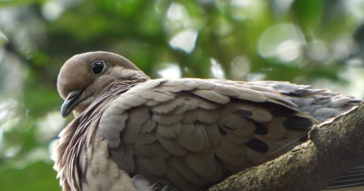 Avoante #279140 - Biofaces - Bring Nature Closer