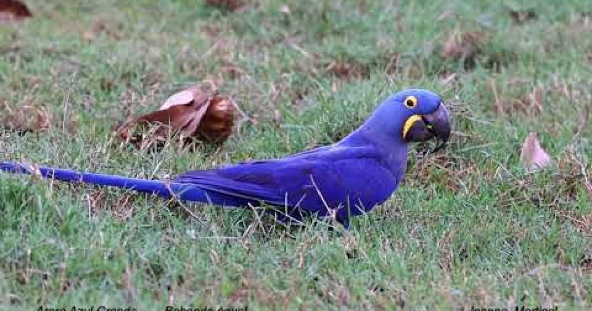 Arara #279173 - Biofaces - Bring Nature Closer