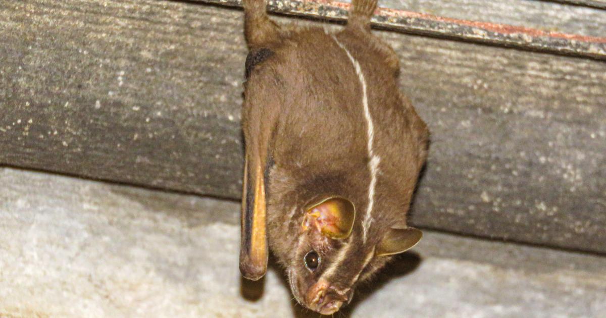 Morcego-de-linha-branca #279270 - Biofaces - Bring Nature Closer