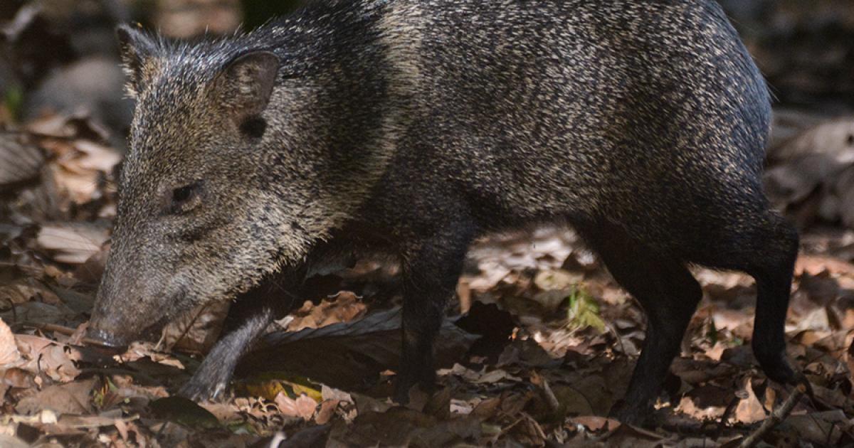 caititu #279275 - Biofaces - Bring Nature Closer