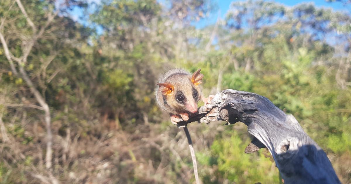 Cuíca #279394 - Biofaces - Bring Nature Closer