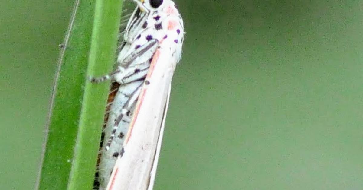 Utetheisa #279546 - Biofaces - Bring Nature Closer