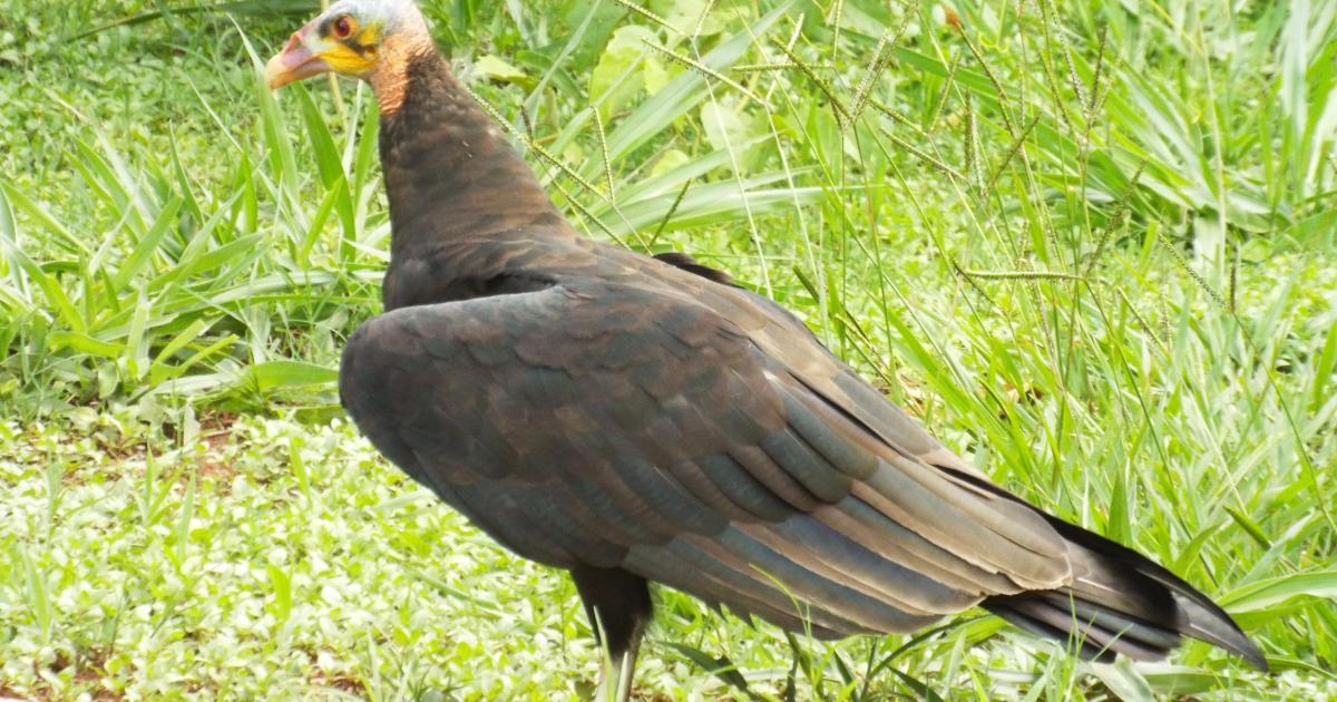 Urubu #279752 - Biofaces - Bring Nature Closer