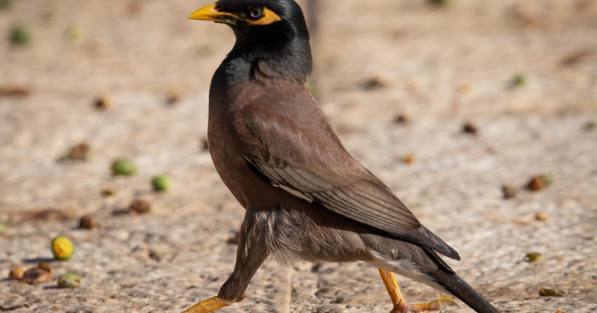 Mainato-de-mascarilha-amarela #279807 - Biofaces - Bring Nature Closer