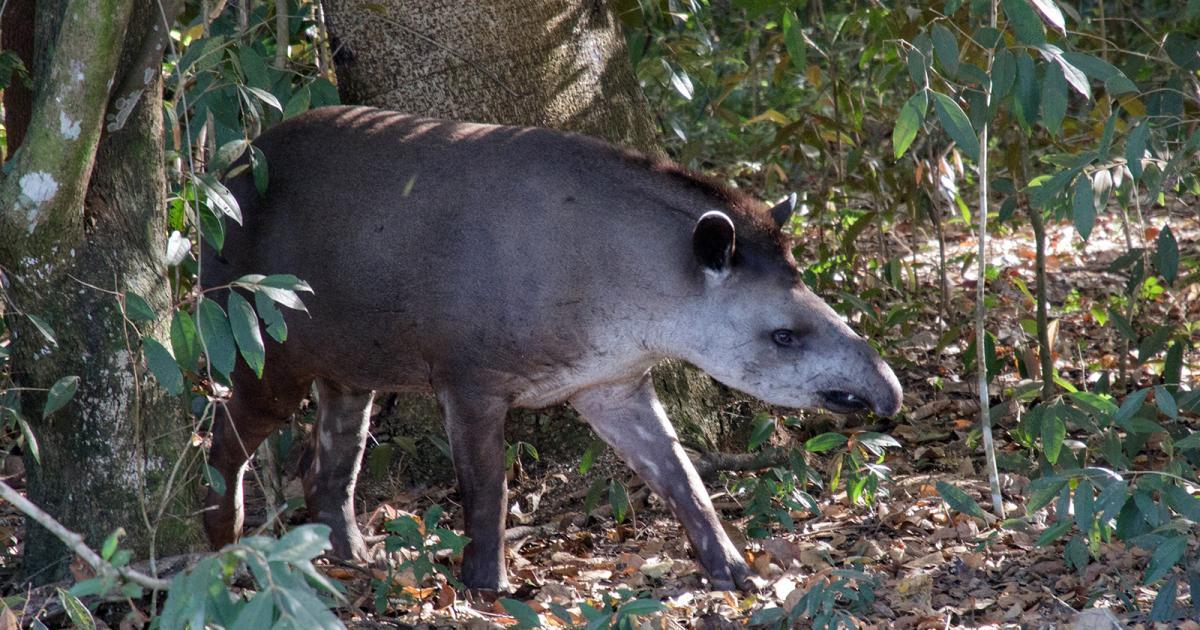 Anta #279961 - Biofaces - Bring Nature Closer