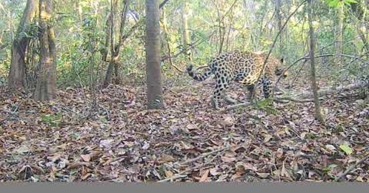 Onça #279984 - Biofaces - Bring Nature Closer