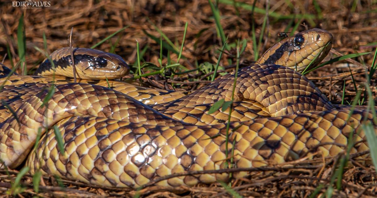 Surucucu-do-pantanal #280190 - Biofaces - Bring Nature Closer