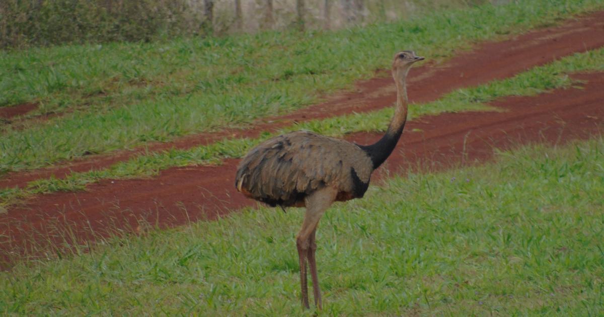 Rhea #280268 - Biofaces - Bring Nature Closer