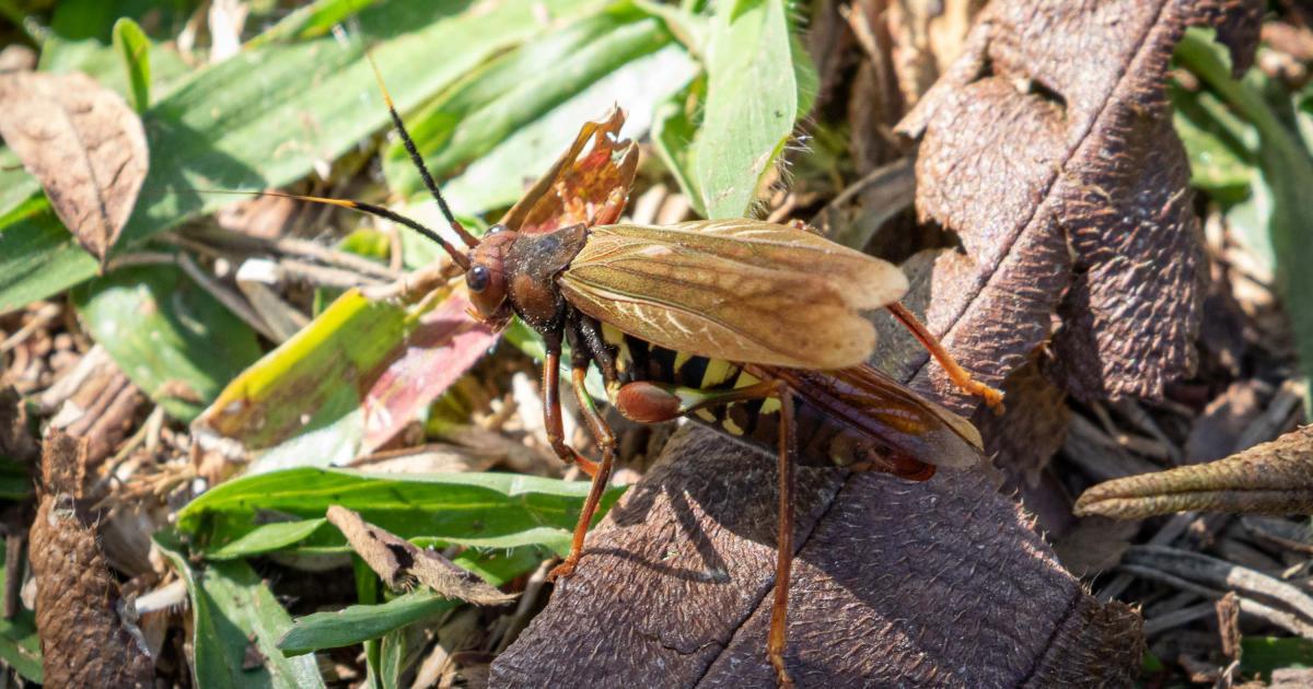 Gafanhoto-falsa-vespa #280579 - Biofaces - Bring Nature Closer