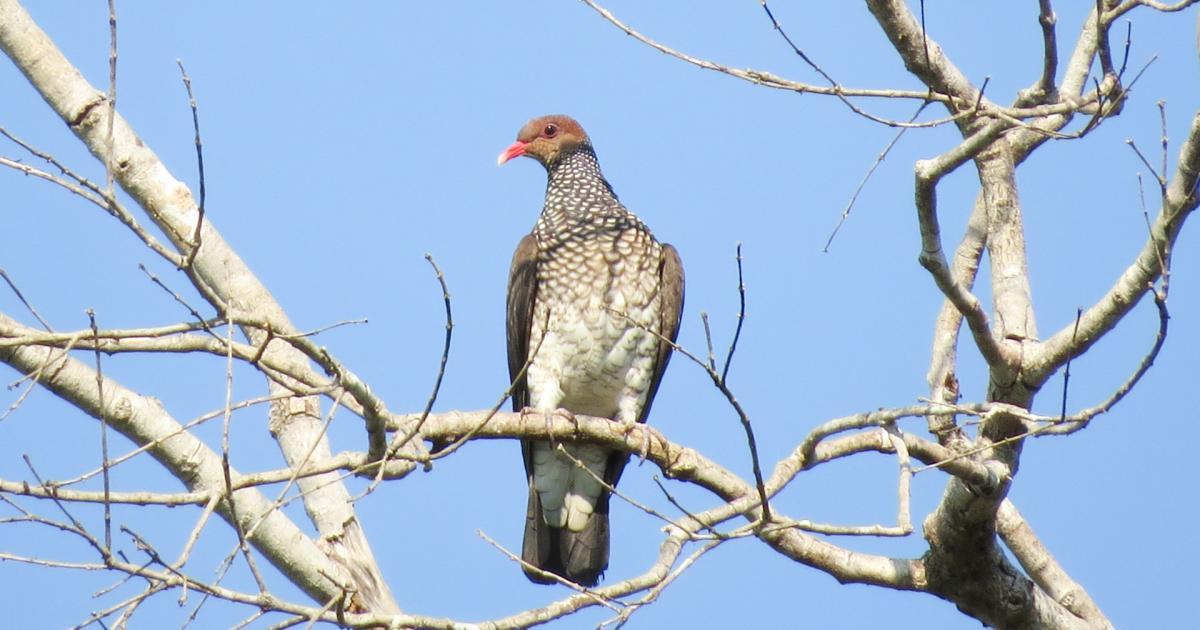 pomba-trocal #280615 - Biofaces - Bring Nature Closer