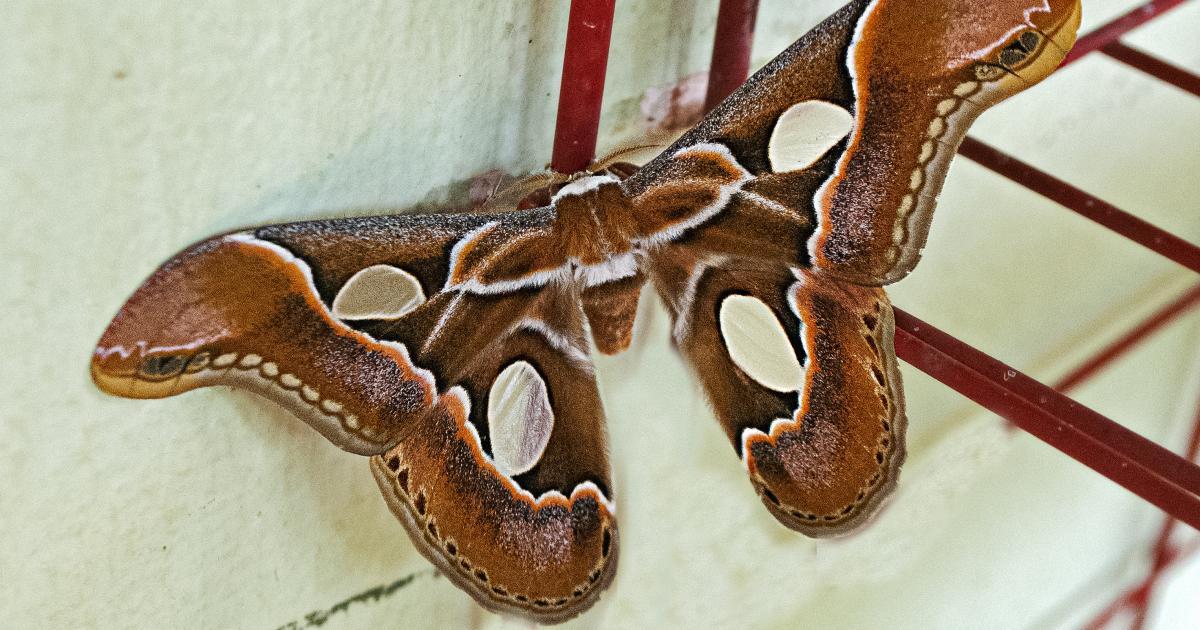 Rothschildia #280778 - Biofaces - Bring Nature Closer