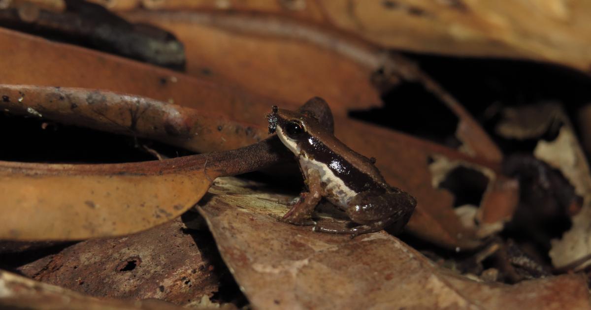 Sapinho-foguete #280782 - Biofaces - Bring Nature Closer