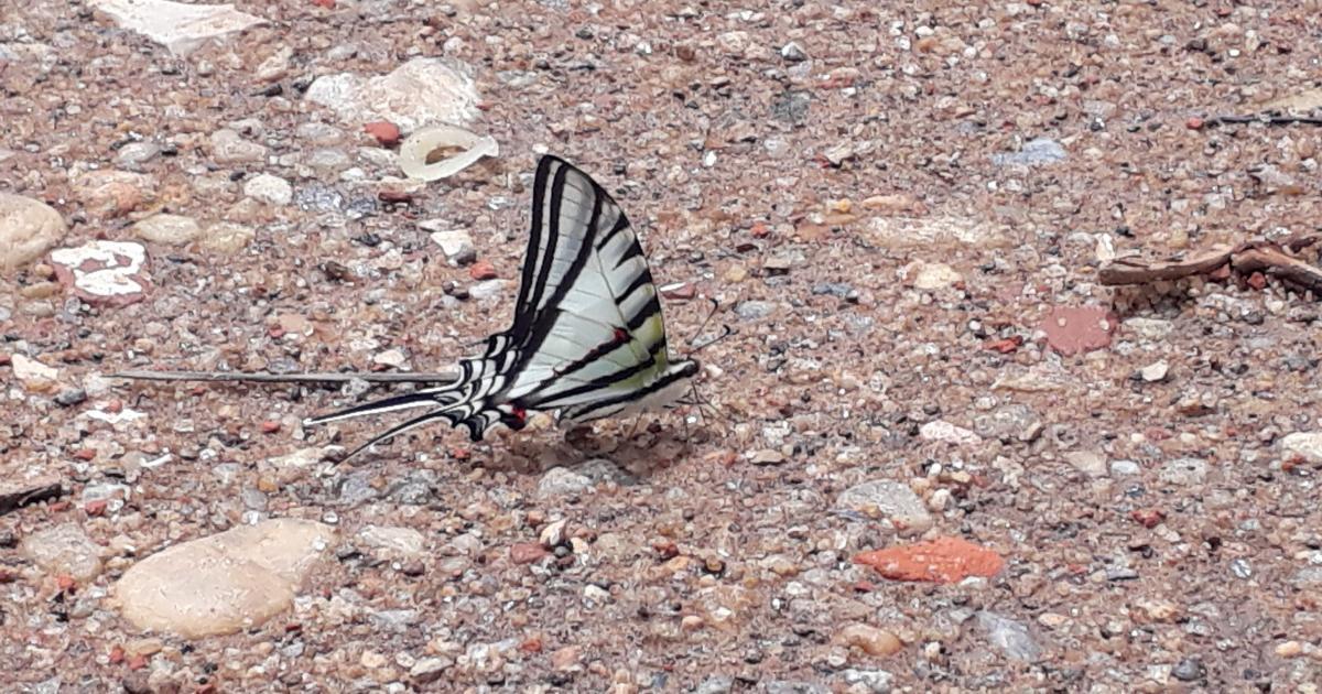 Protesilaus #281150 - Biofaces - Bring Nature Closer