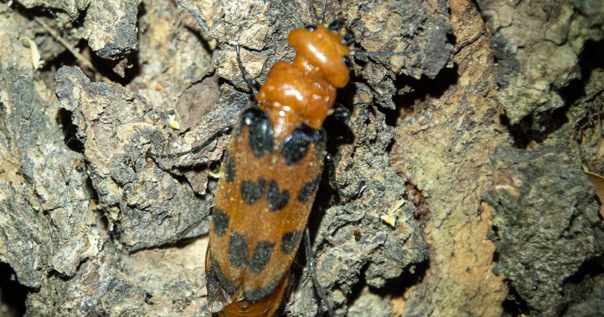 Besouro #281490 - Biofaces - Bring Nature Closer