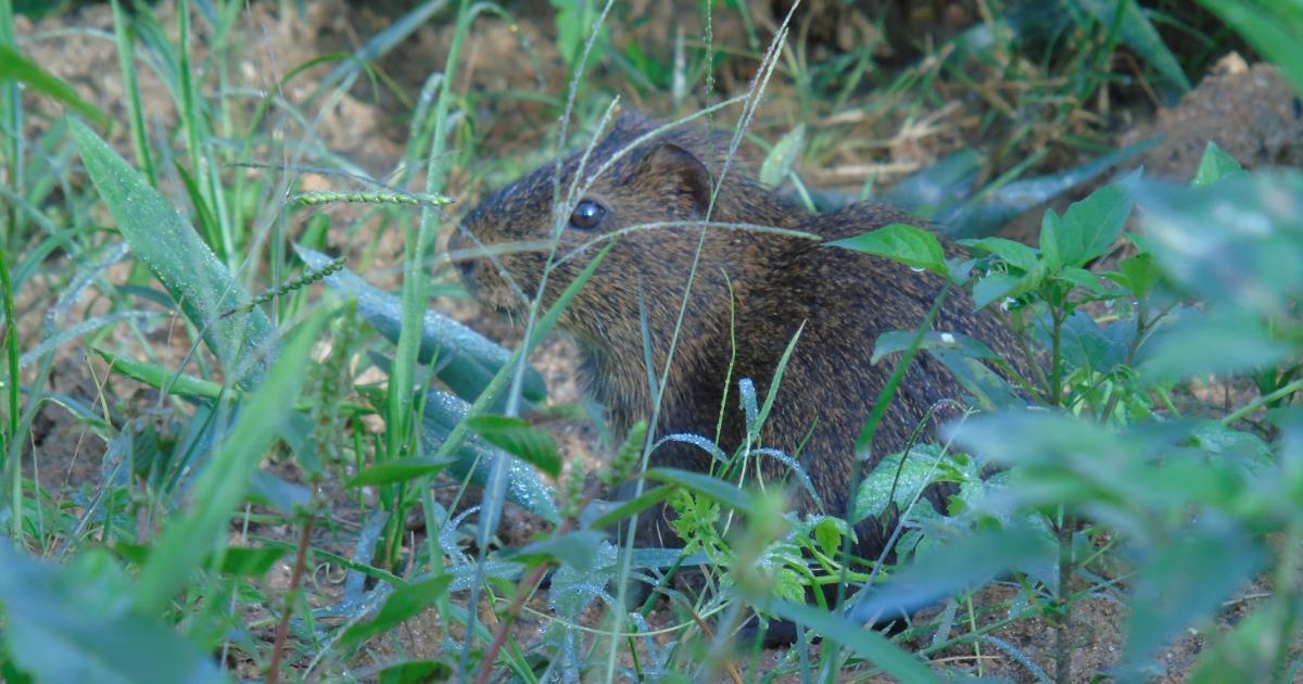 Cavia #281579 - Biofaces - Bring Nature Closer