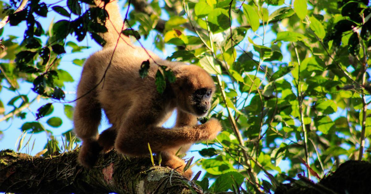 Muriqui-do-Sul #281602 - Biofaces - Bring Nature Closer