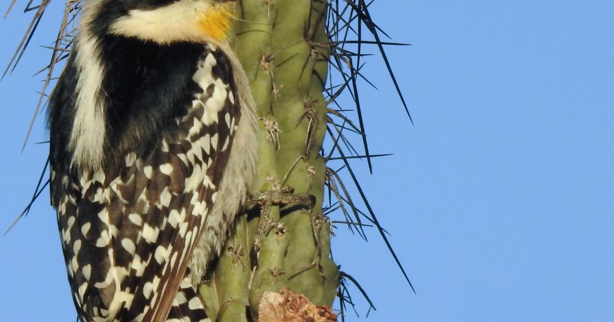 Tiri #281709 - Biofaces - Bring Nature Closer