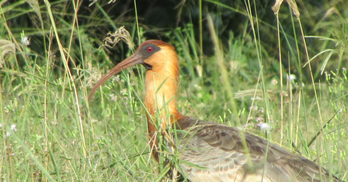 Curicaca #281782 - Biofaces - Bring Nature Closer