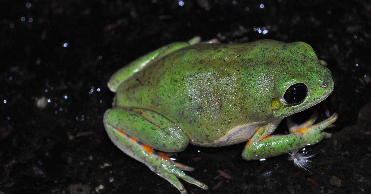 Pithecopus #281840 - Biofaces - Bring Nature Closer