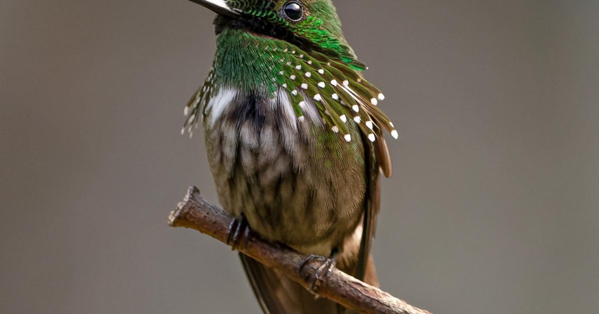 Topetinho-verde #282038 - Biofaces - Bring Nature Closer