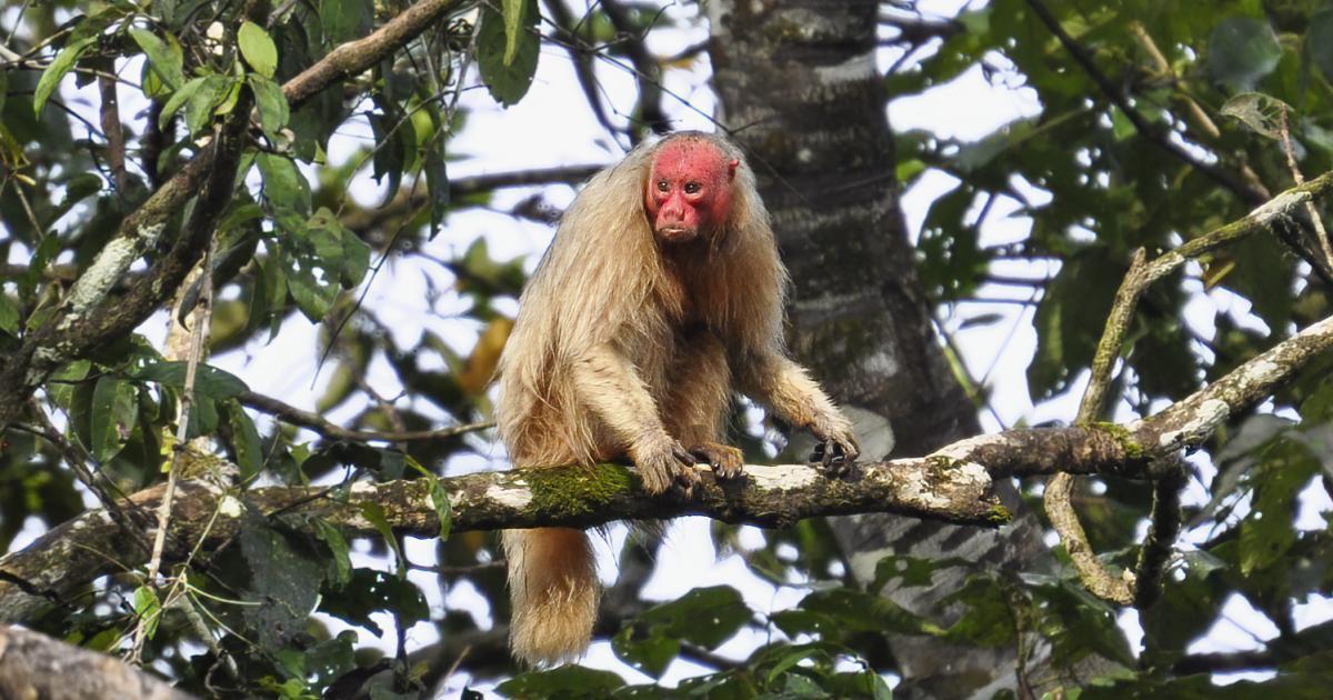 Uacari-branco #282066 - Biofaces - Bring Nature Closer