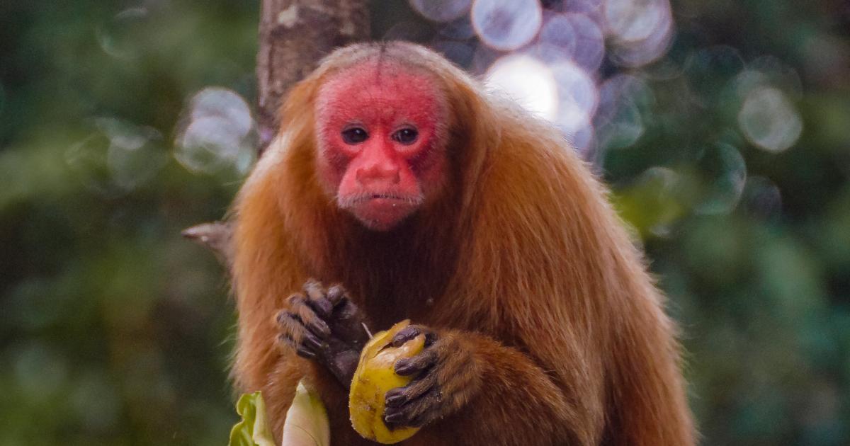 Uacari #282186 - Biofaces - Bring Nature Closer