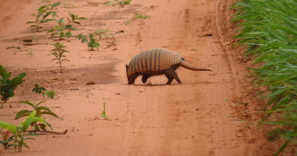 Tatu-peba #282489 - Biofaces - Bring Nature Closer